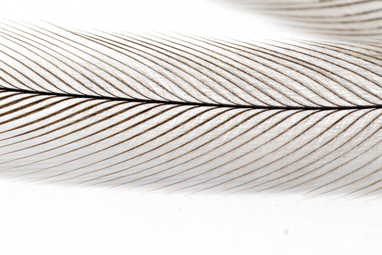 Emu feathers used in fly tying - Fly Tying