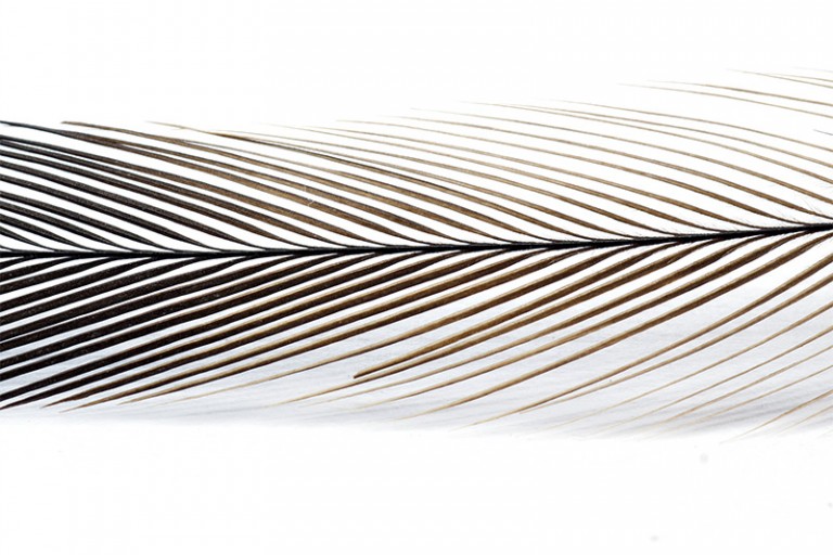 Emu feathers used in fly tying - Fly Tying