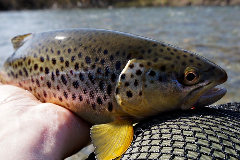 Fishing with jig flies - best tips for Autumn days - Fly Tying