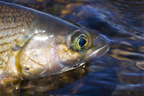 Perdigon Nymph - The Spanish Success - Fly Tying