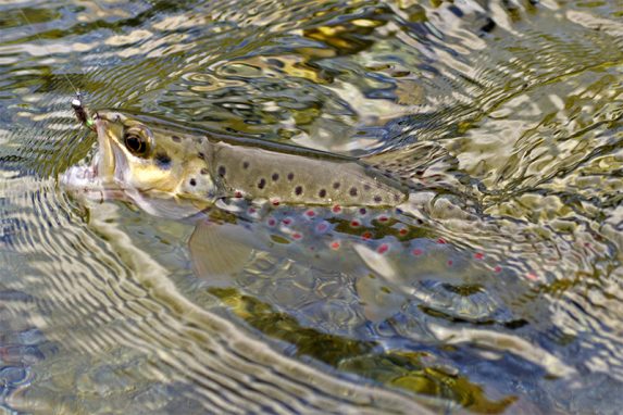 Top 5 Nymphs that we use when Fishing Season starts - Fly Tying