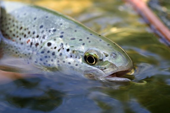 Perdigon Nymph - The Spanish Success - Fly Tying