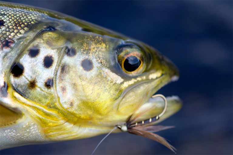 6 Wet flies recommended for August fishing - Fly Tying