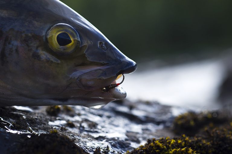 12 Best Nymphs for Autumn grayling fishing - Fly Tying