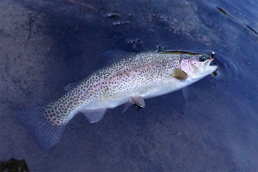 My best 4 variants of Red Tag Nymphs for trout and grayling - Fly Tying