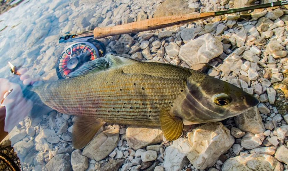 huge-grayling-on-nymphs-from-Austria