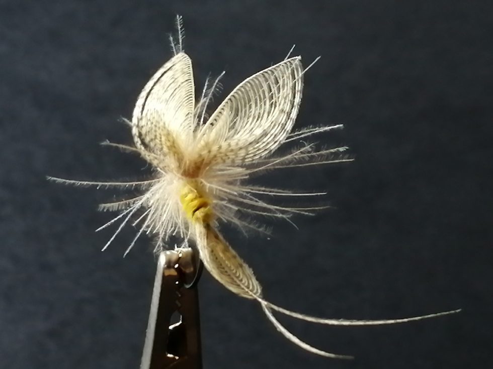 CDC May Fly Competition - Results - Fly Tying