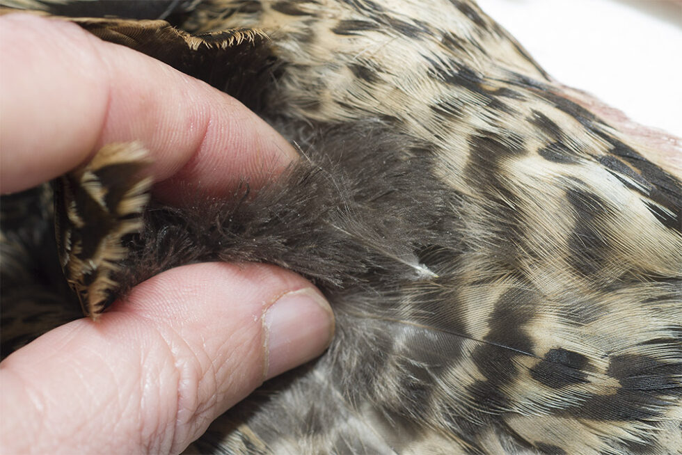 Understanding CDC -feathers location - Fly Tying