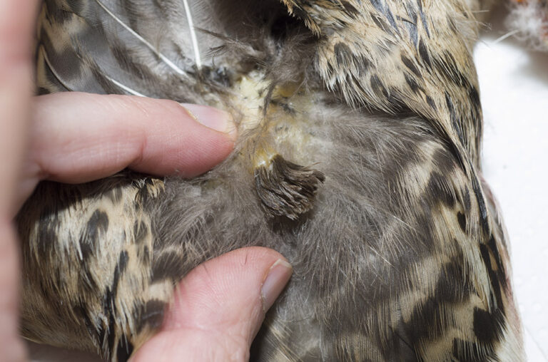 Understanding CDC -feathers location - Fly Tying