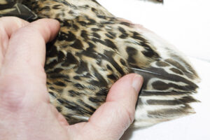 Understanding CDC -feathers location - Fly Tying