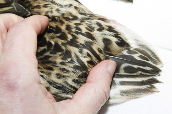 Understanding CDC -feathers location - Fly Tying