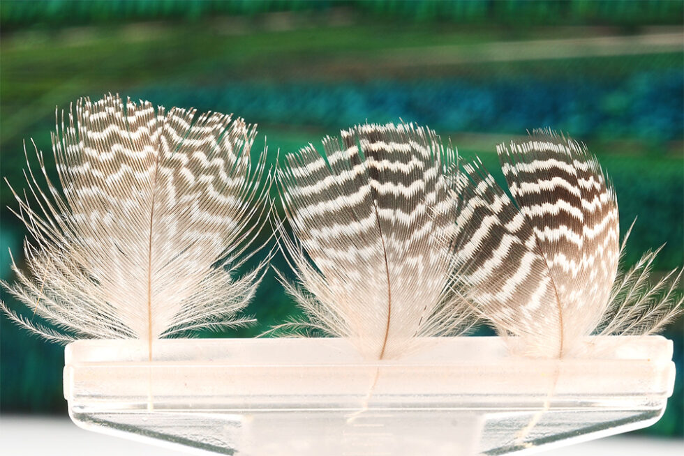 Wet Hackle : Partridge vs Teal Duck - Fly Tying