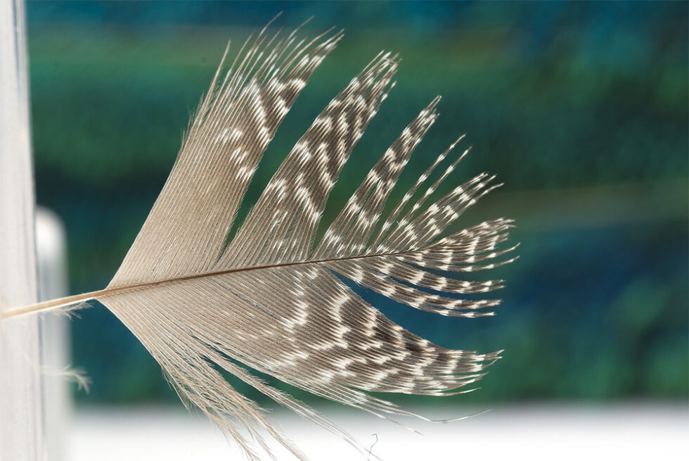 Wet Hackle : Partridge vs Teal Duck - Fly Tying