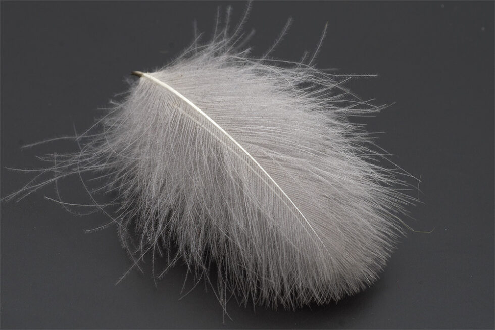 Grey-Dun-premium-CDC - Fly Tying