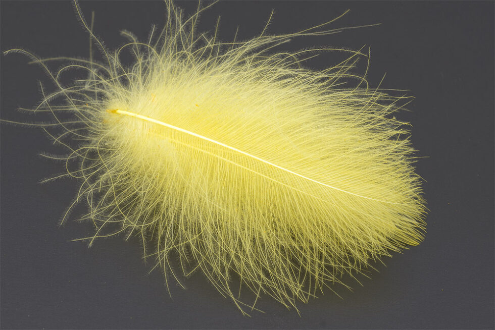 cdc-yellow - Fly Tying